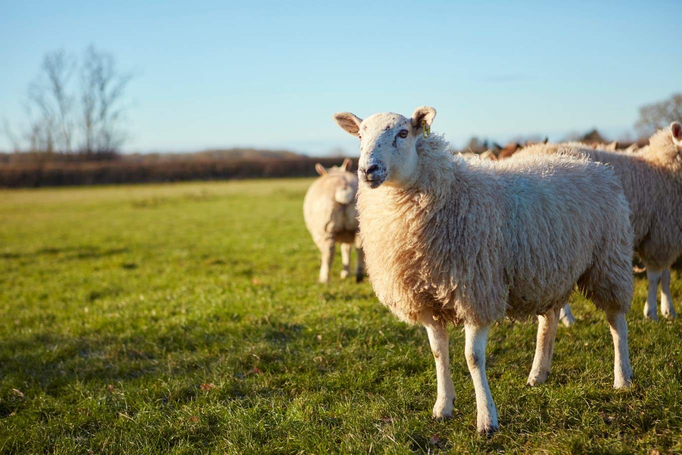 Can You Stop A Dog Chasing Sheep